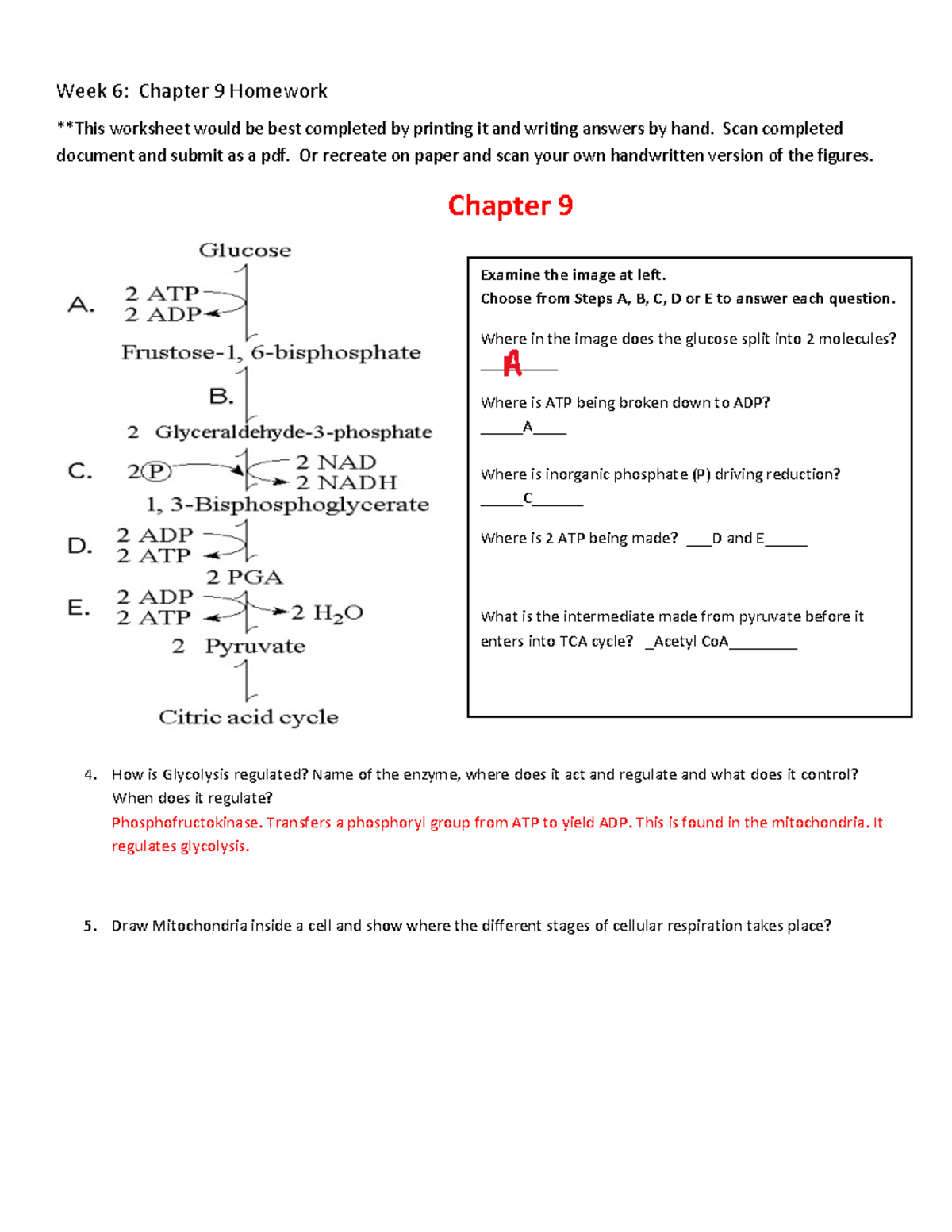 WEEK 6- Chapter 9 - Homework - Week 6: Chapter 9 Homework **This worksheet would be best ...