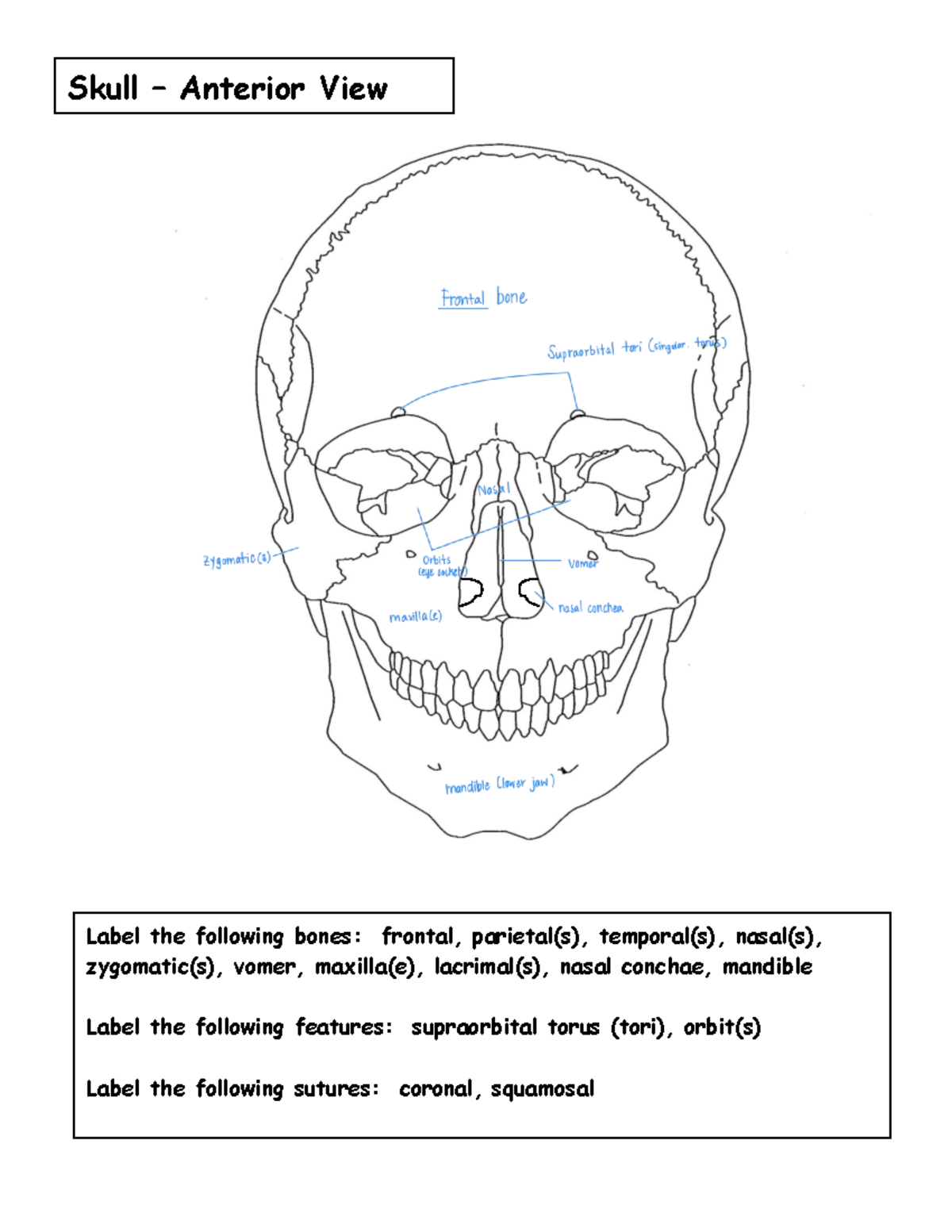 Skull & Outline - Skull – Anterior View Label the following bones ...