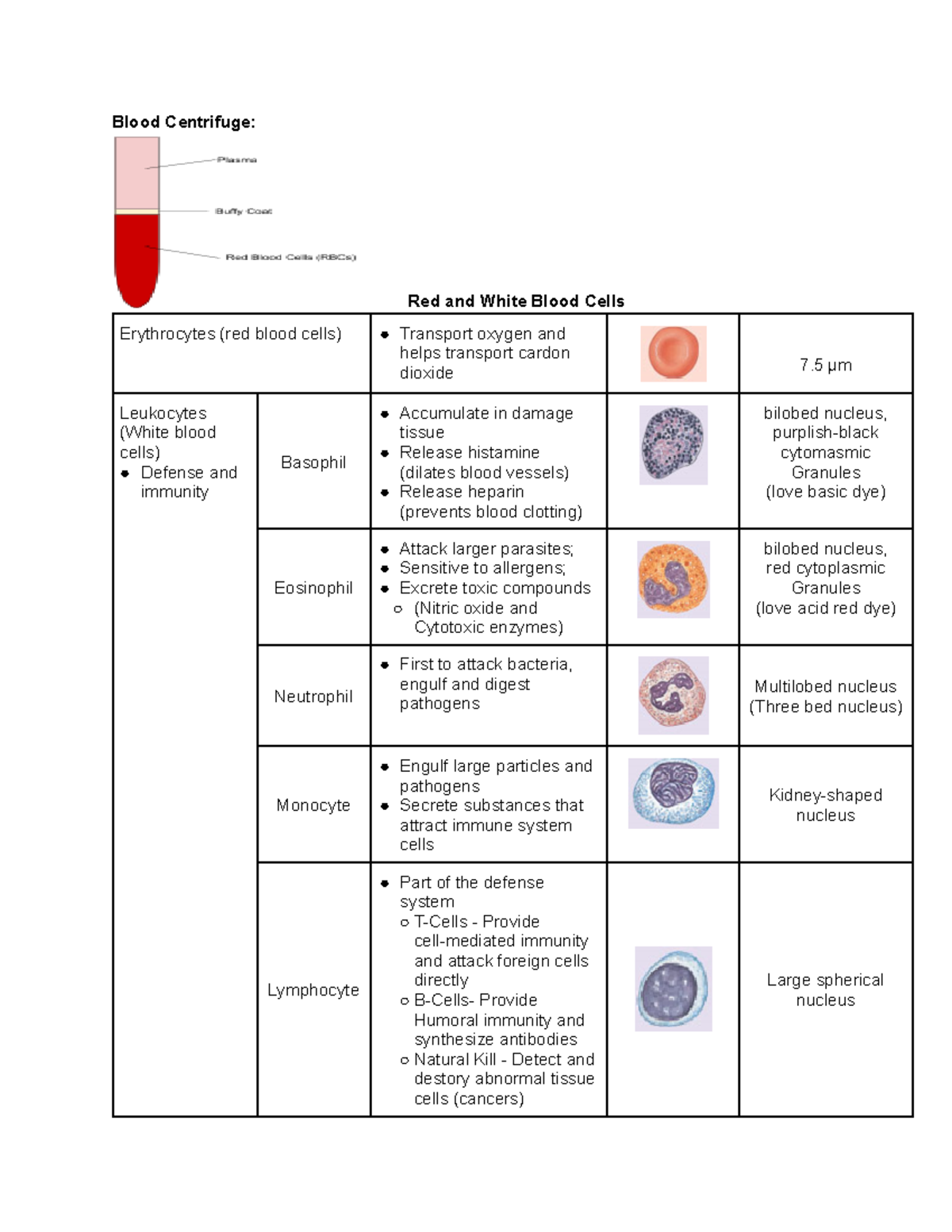 LAB Quiz review - Blood Centrifuge: Red and White Blood Cells ...