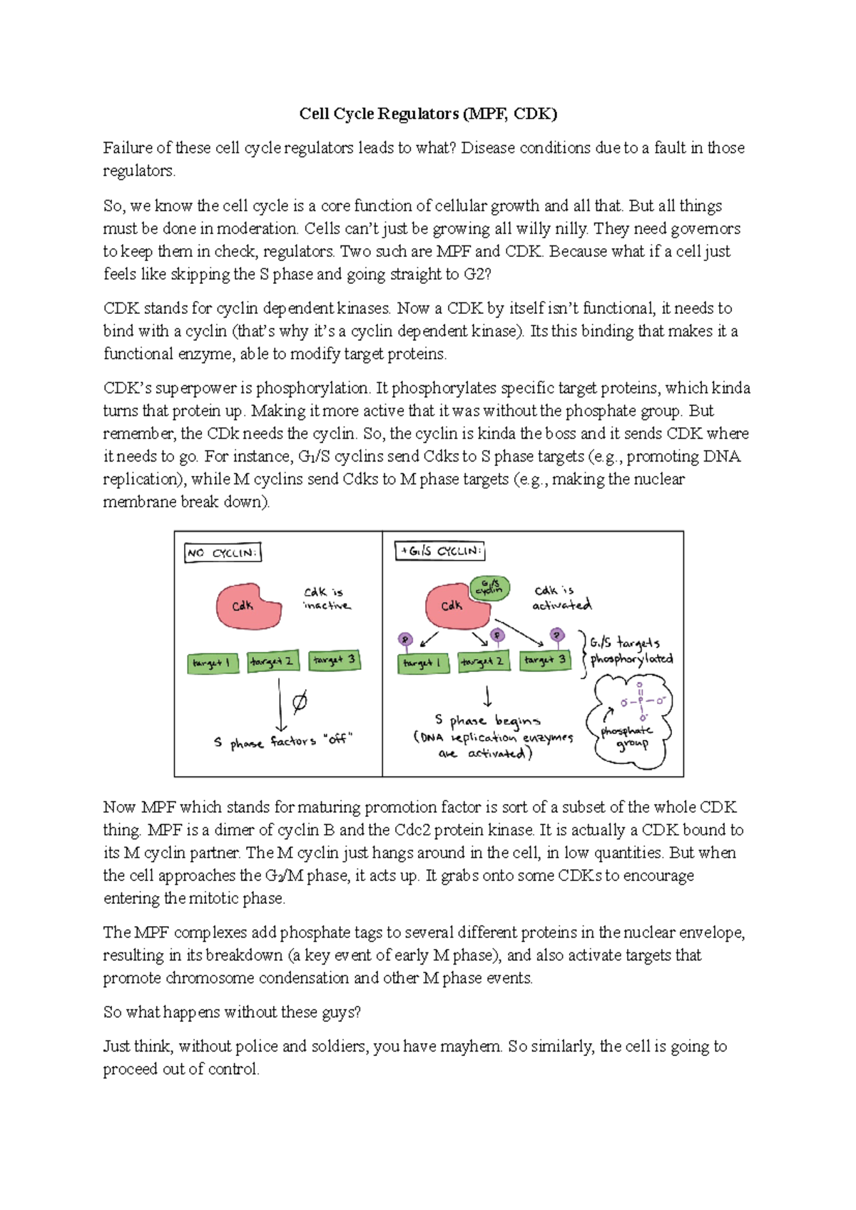 Cell Cycle Regulators - notes - Cell Cycle Regulators (MPF, CDK ...