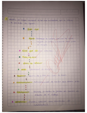 Bioquimica DEL RIÑON - Bioquímica renal - BIOQUIMICA DEL RIÑON Órgano ...