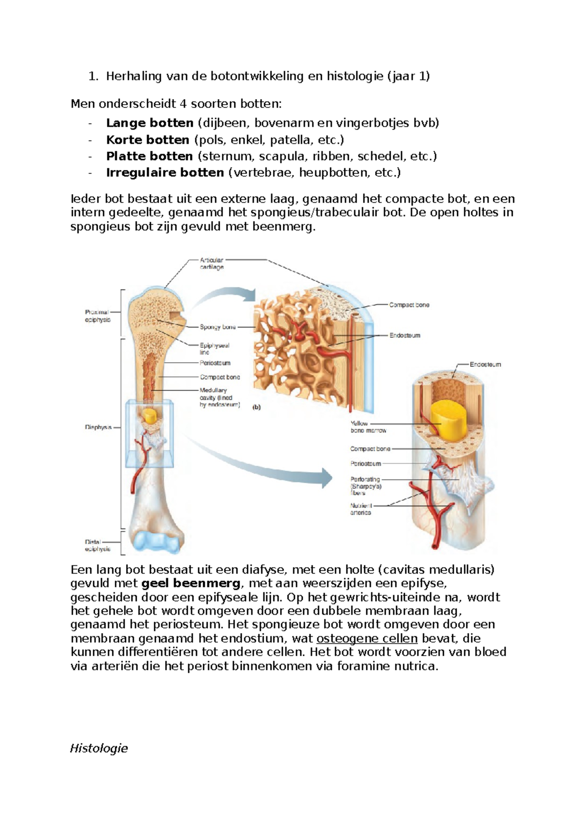 Case 1 - Herhaling van de botontwikkeling en histologie (jaar 1) Men ...