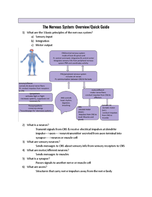 Integumentary system overview - I. Skin A. Functions of skin 1 ...