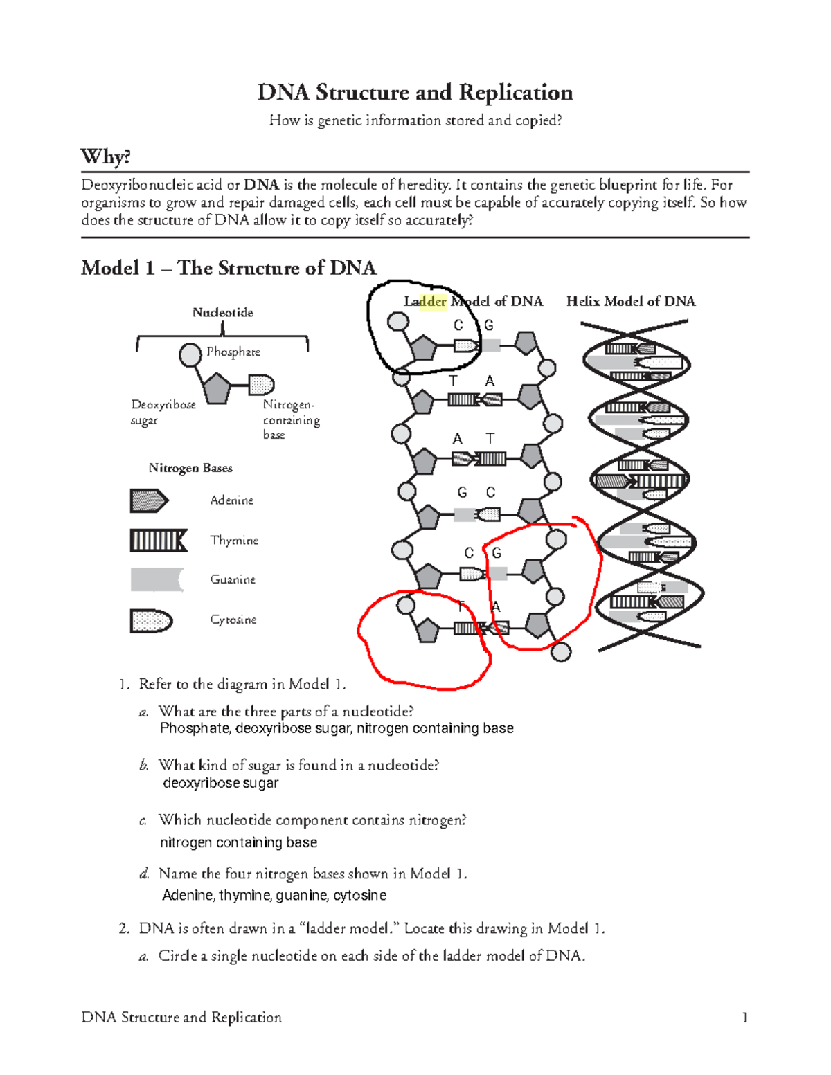 Kami Export - 18 DNA Structure and Replication-S - DNA Structure and ...