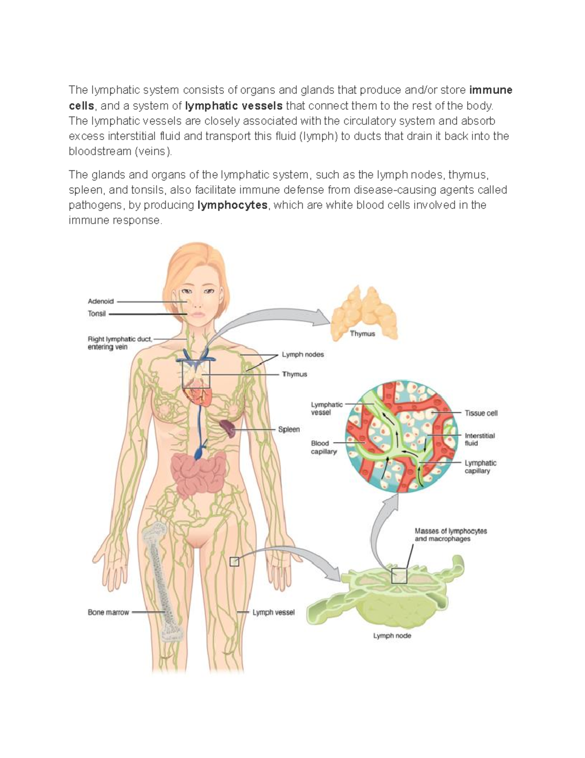 Unit 04 Blood & Immunity - The lymphatic system consists of organs and ...