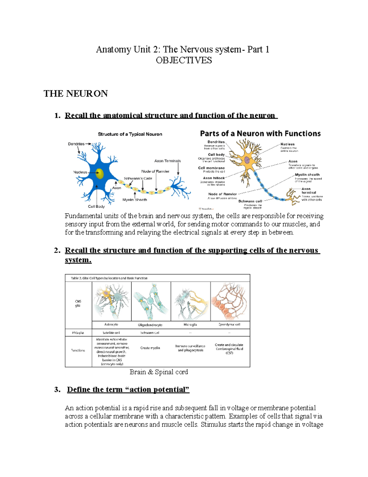 Anatomy Unit 2-part1: The Nervous system OBJECTIVES - Anatomy Unit 2 ...