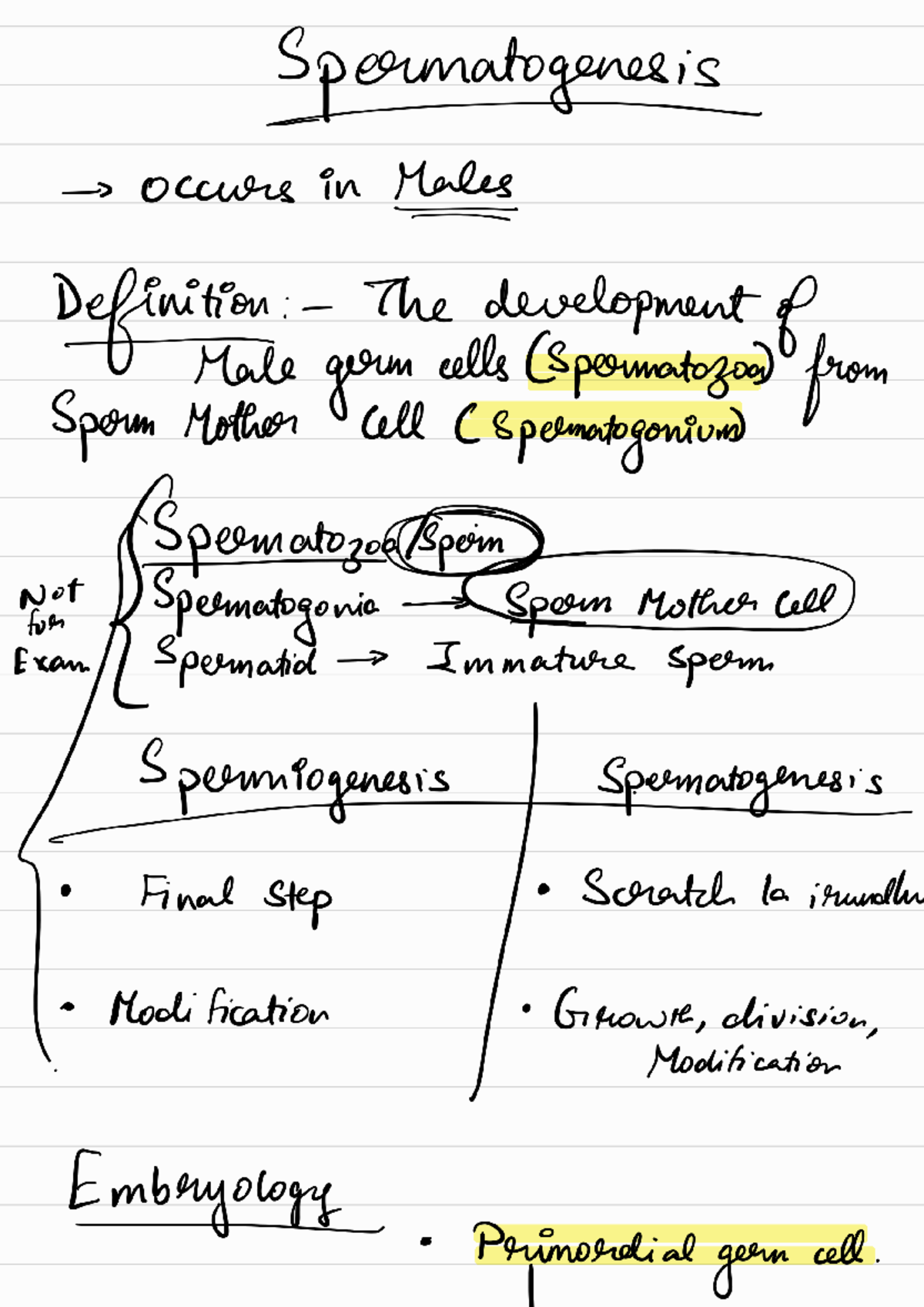 Spermatogenesis handwritten - Spermatogenesis occurs in Males ...