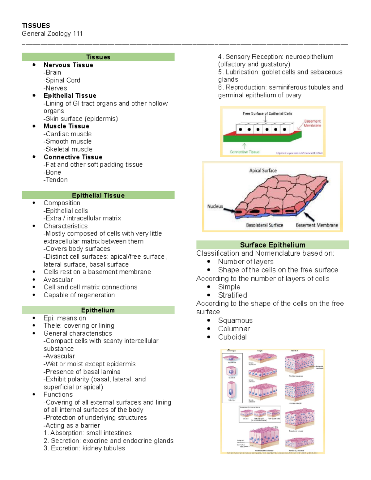 Muscle Tissue Notes - General Zoology 111 - Studocu
