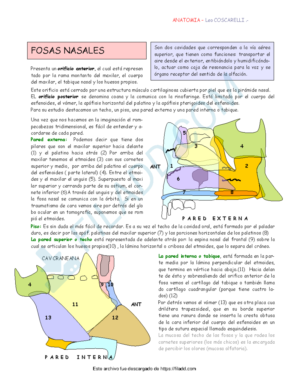 Fosas nasales pdf - ANATOMIA 3 Leo COSCARELLI .- Una vez que nos ...