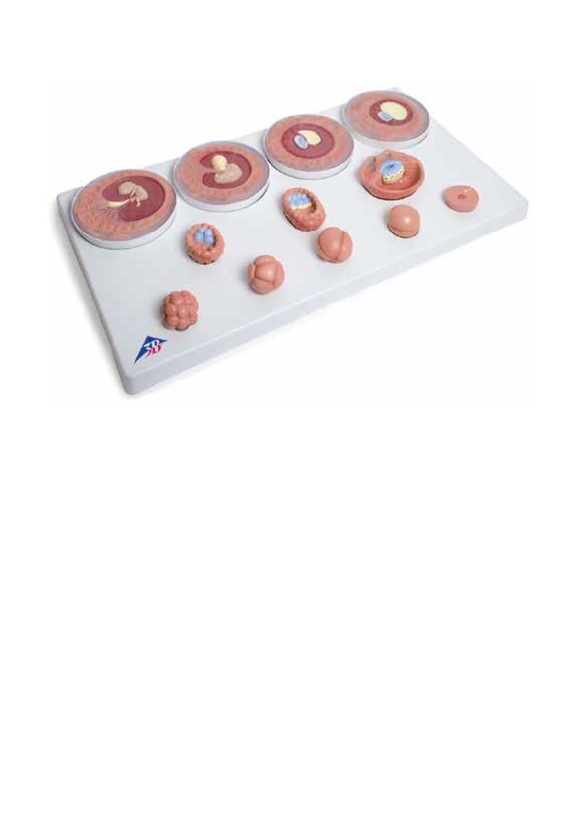 Embryo development in 12 stages model with summary for each stage with ...