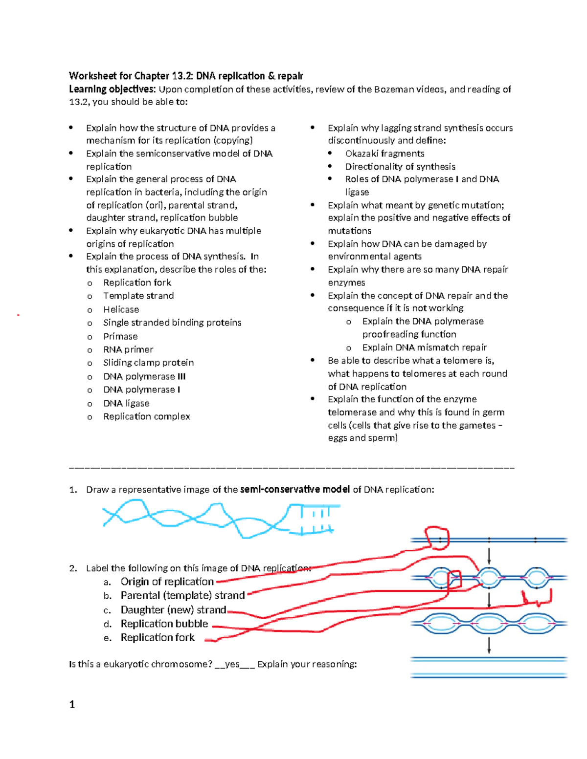 13.2 DNA replication & repair - Worksheet for Chapter 13: DNA ...