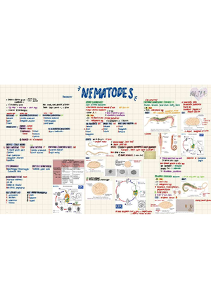 Exercise no. 29 - Jjjj - EXERCISE NO. 29 Anatomy of the Respiratory ...