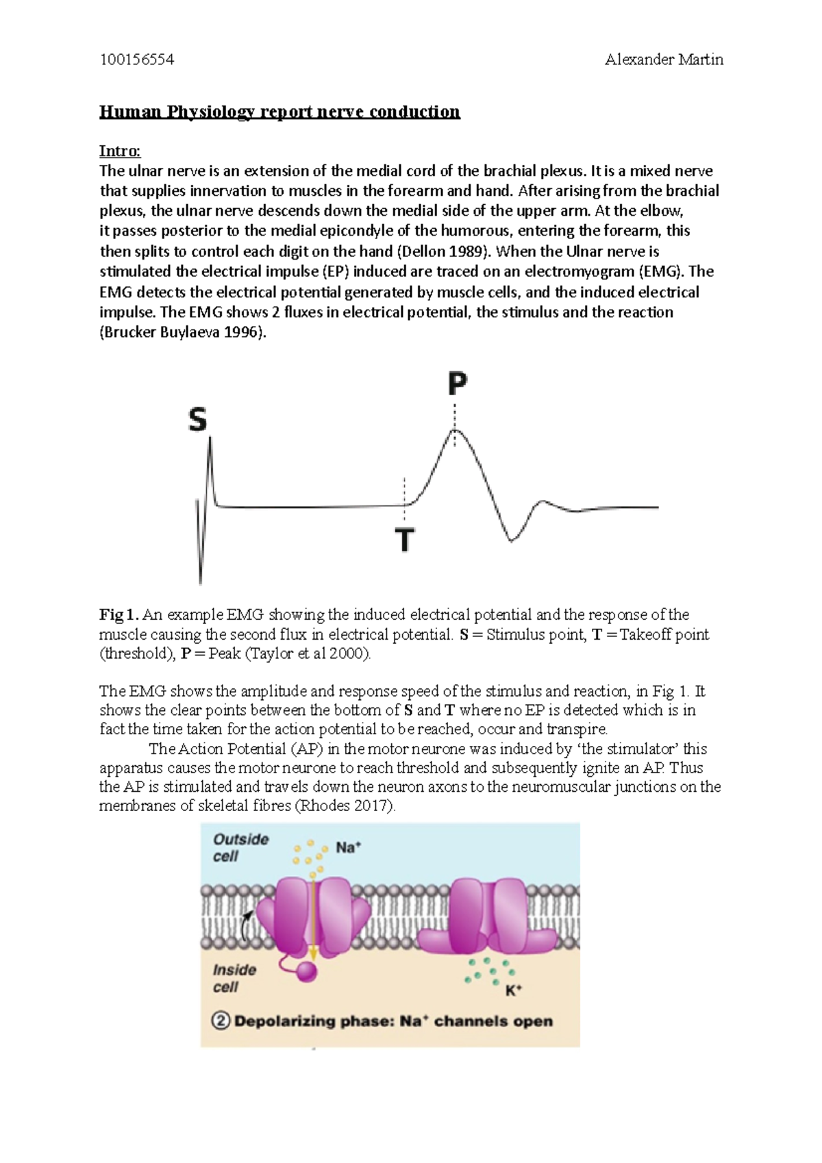 Human Physiology report Final - 100156554 Alexander Martin Human ...