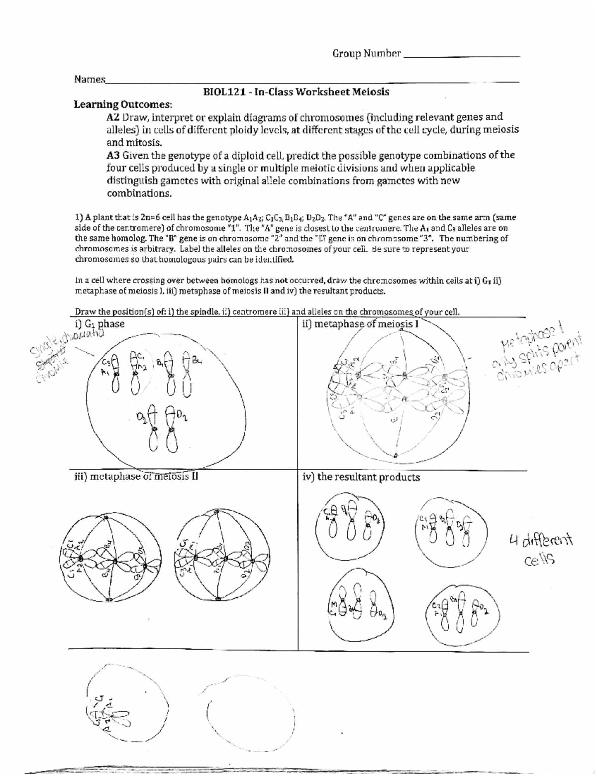 Meiosis With Alleles - Sep 20 2021 - 10-44 PM - Biology - Studocu