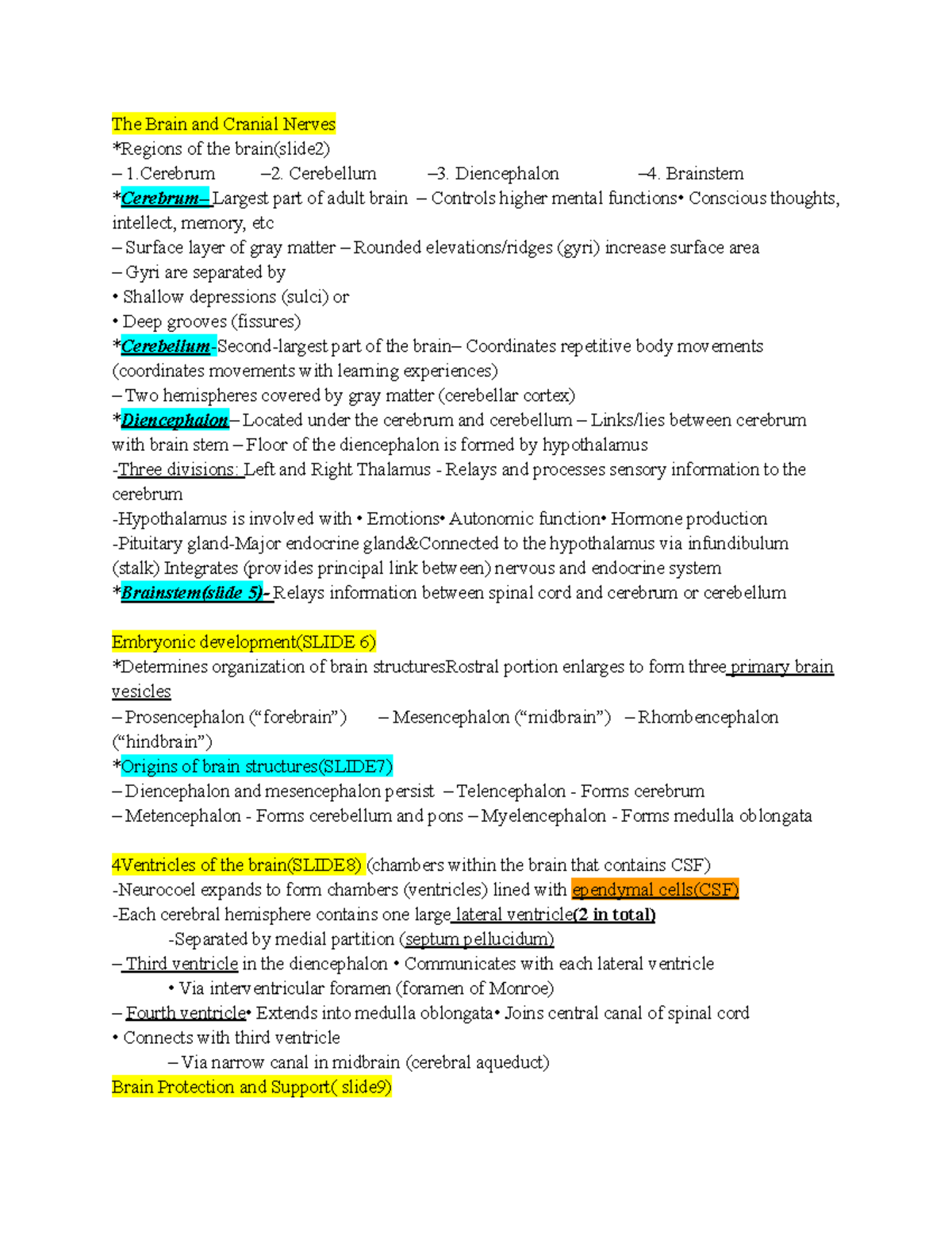 Chapter 14 brain and cranial nerves - The Brain and Cranial Nerves ...