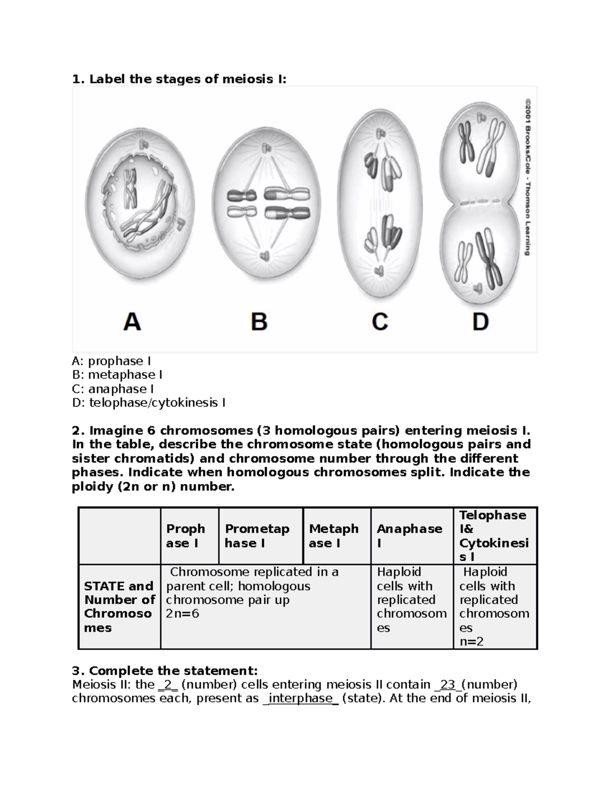 Stages Of Meiosis Worksheet
