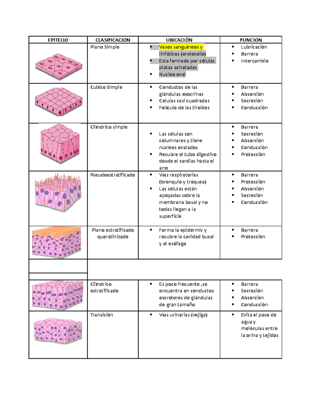 Epitelio - EPITELIO CLASIFICACION UBICACIÓN FUNCION Plano Simple Vasos ...