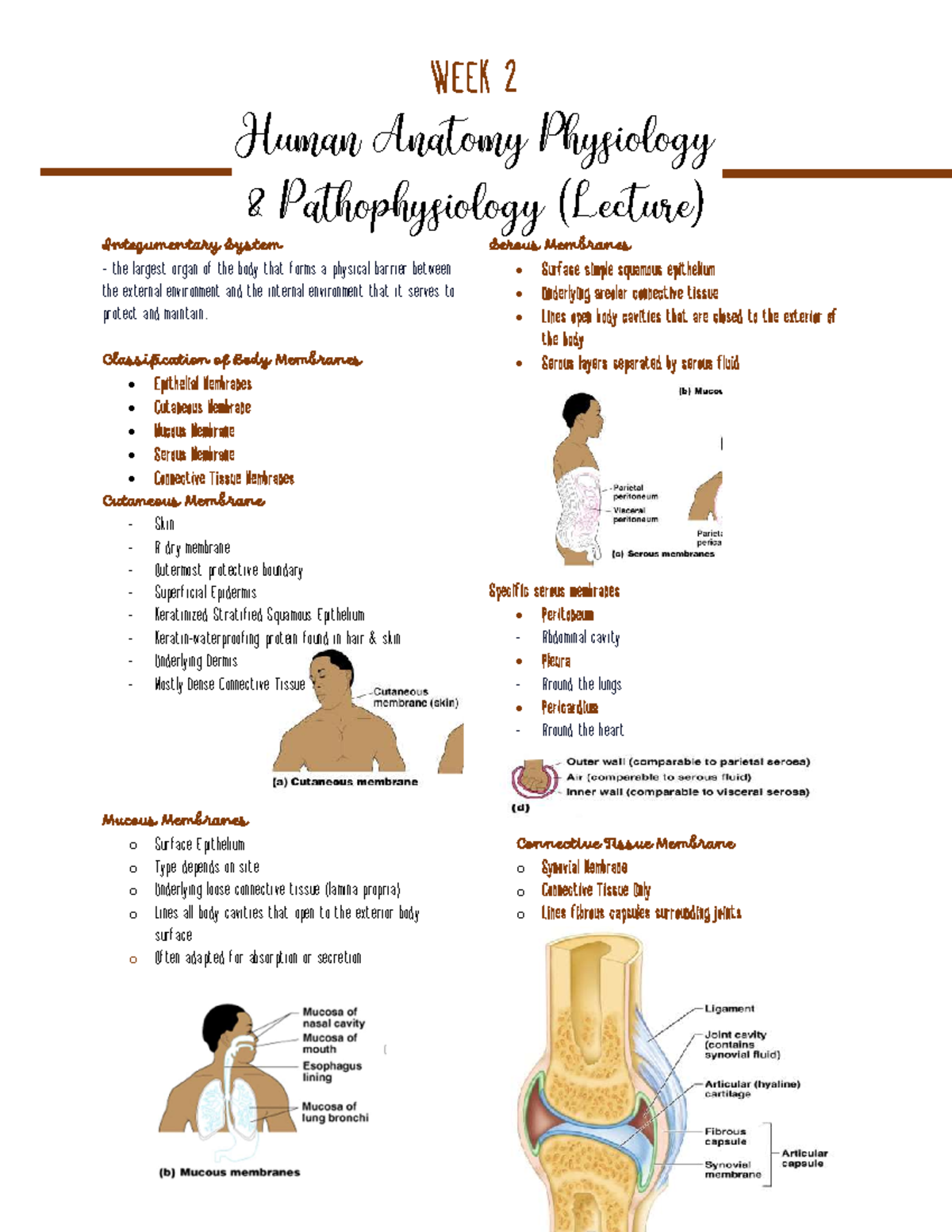 WEEK 2 HAPP Lecture ( Integumentary System) - WEEK 2 Human Anatomy ...