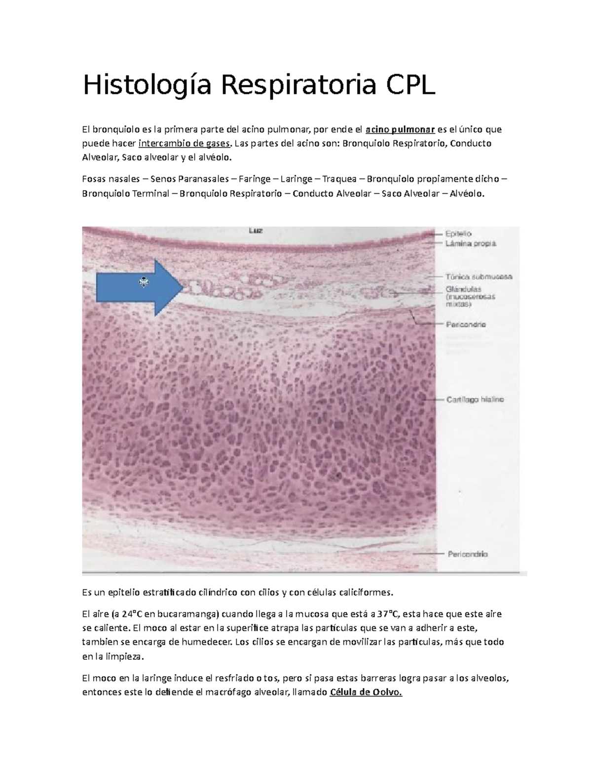 3- Histología respiratoria Paramo -R - Histología Respiratoria CPL El ...