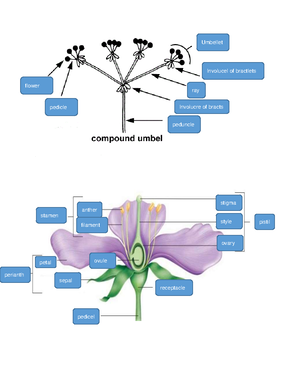 Epigenesis and preformationism - ” Postulated an unknown force – vis ...