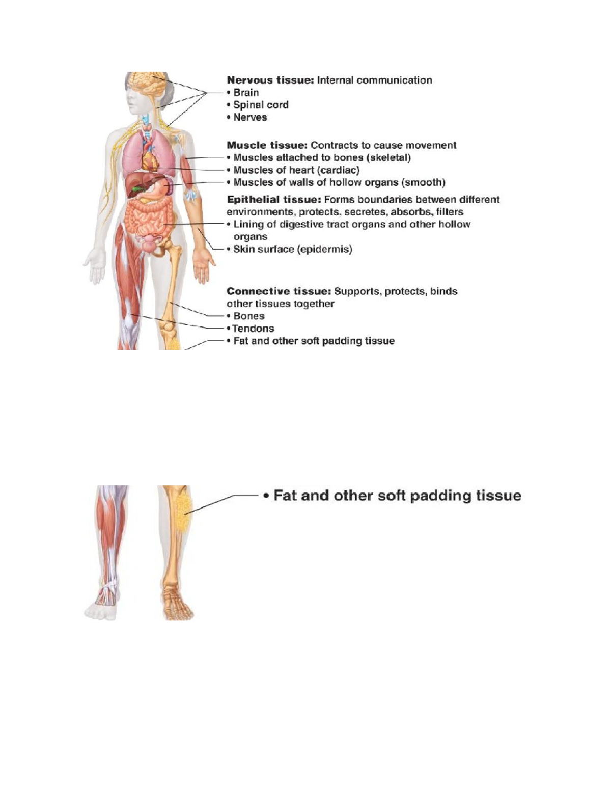 WEEK 8 - Medical terminology week 8 - BIOL2401 - Studocu
