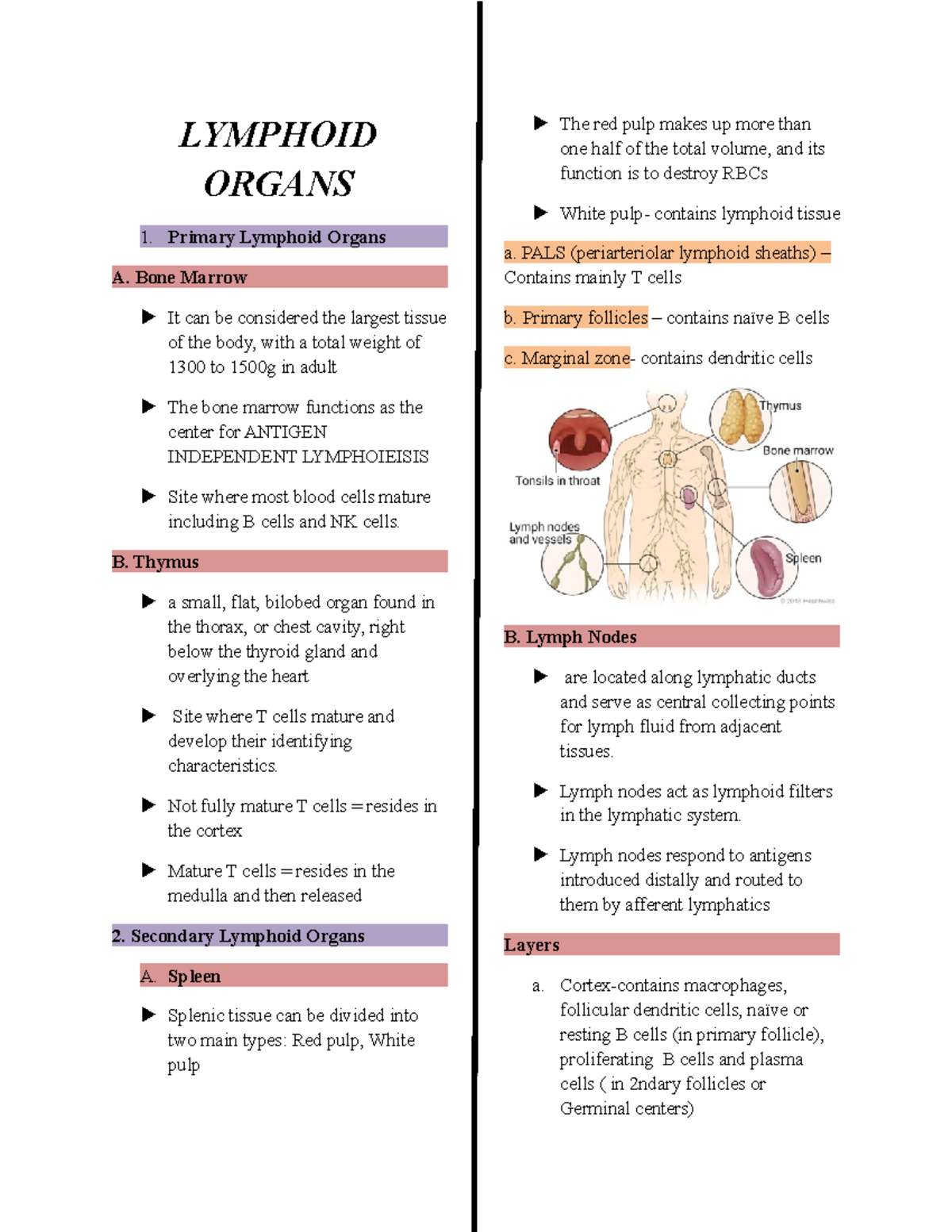 Lymphoid Organs - Bone Marrow It can be considered the largest tissue ...