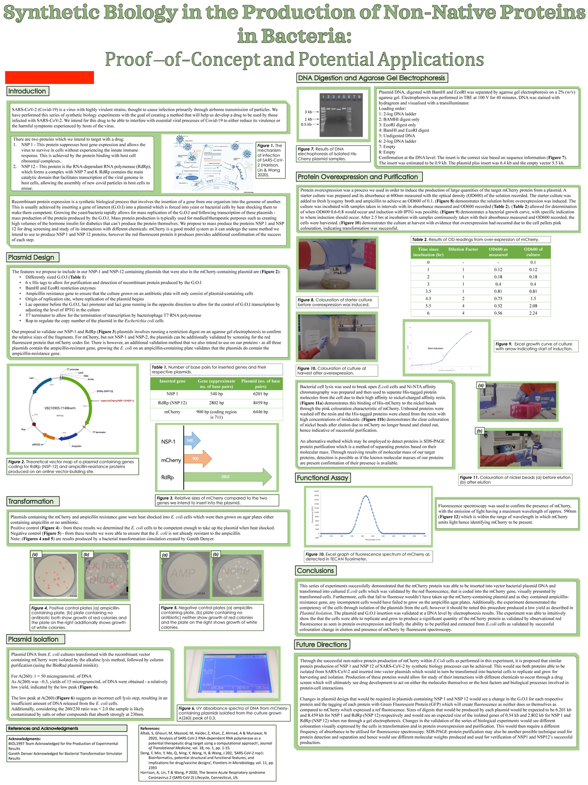Biology Synthetic Project Poster - Biol1007 - From Molecules to - StuDocu