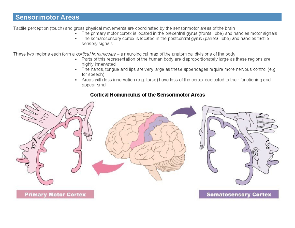 Sensorimotor Homunculus - Sensorimotor Areas Tactile perception (touch) and gross physical ...