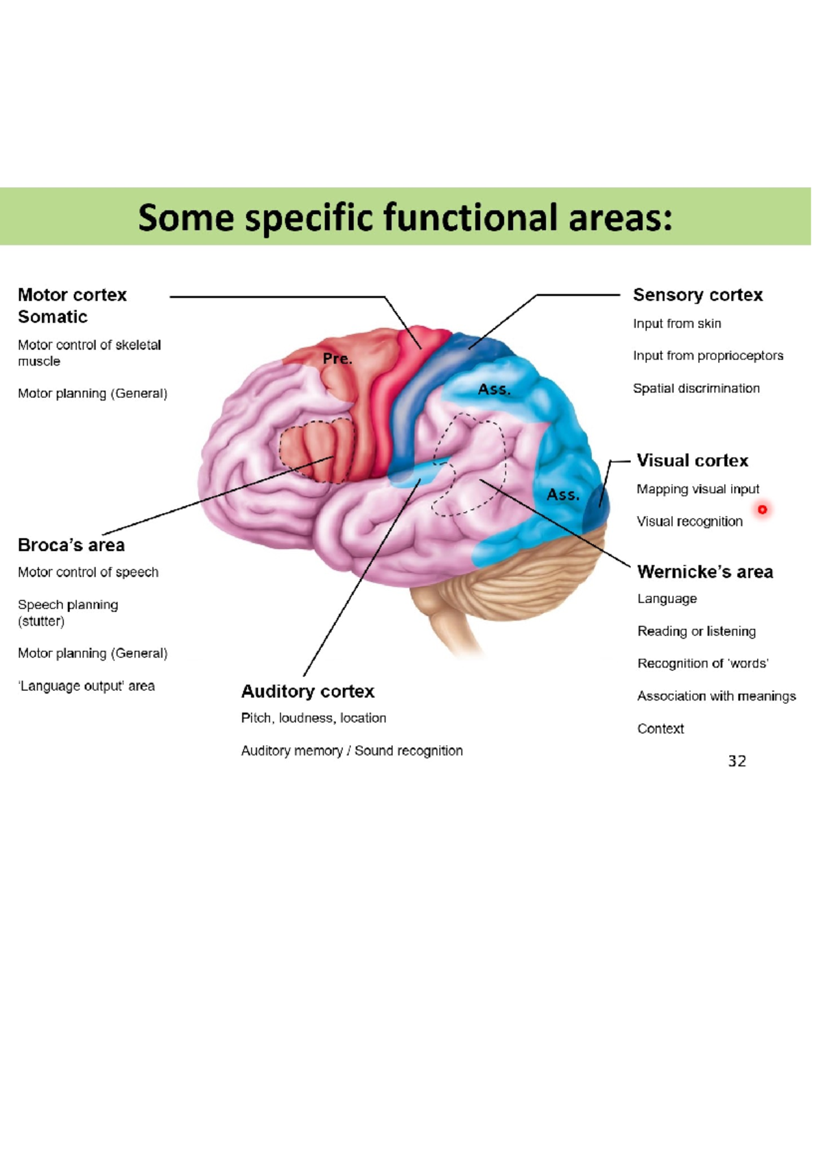 Brain diagrams - Lecture notes 1 - Studocu