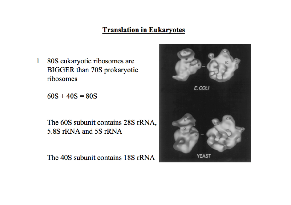 9 Translation in Eukaryotes cell and human - Initiation of Translation ...