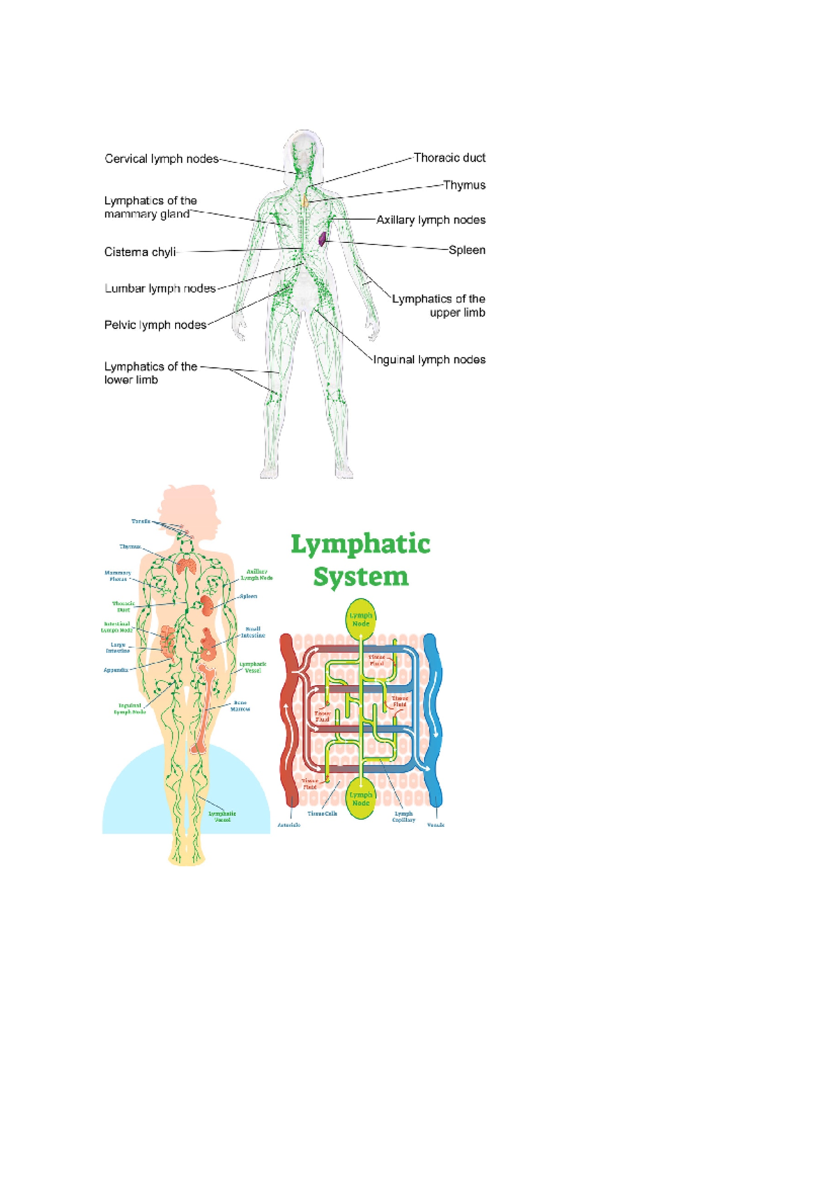 The Lymphatic system notes for final exam - What are the components of ...