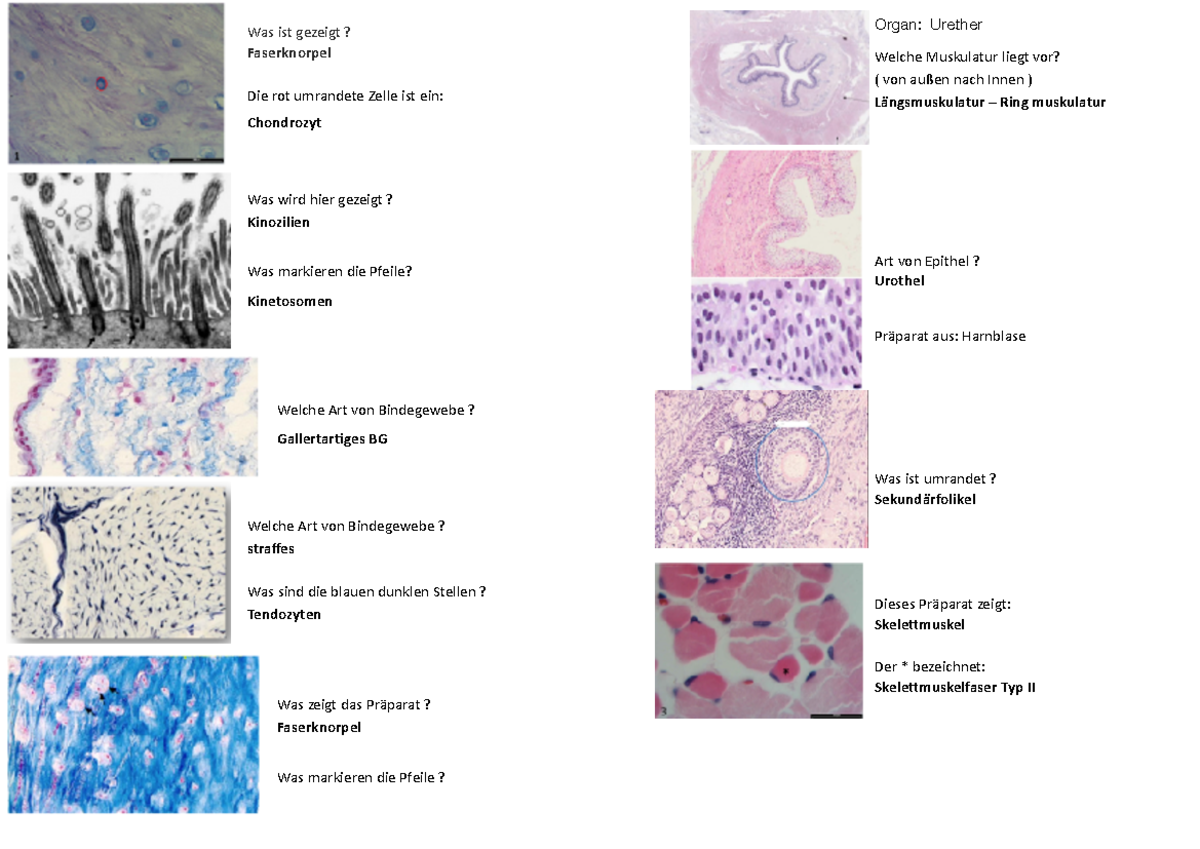 Histologische Päparate zum Thema Bindegewebe und Stützgewebe etc. - Was ...