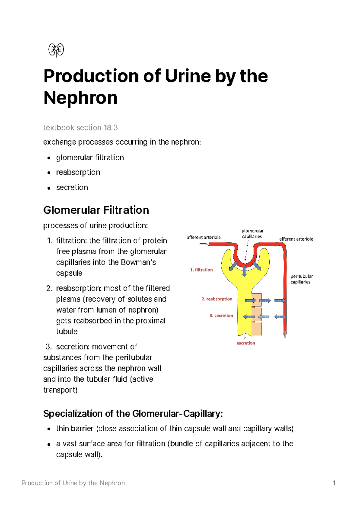 Production of Urine by the Nephron - Production of Urine by the Nephron ...
