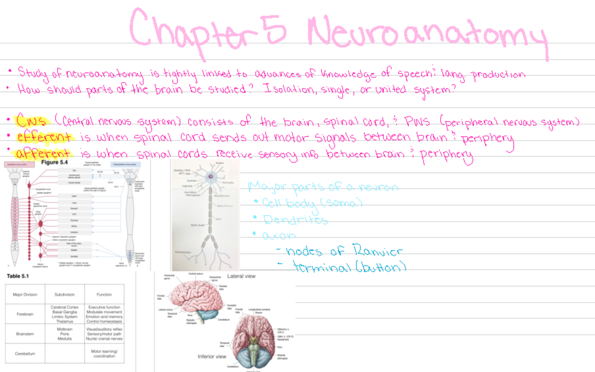 Chapter 5 - Chapter 5 Neuroanatomy Study of neuroanatomy is tightly ...