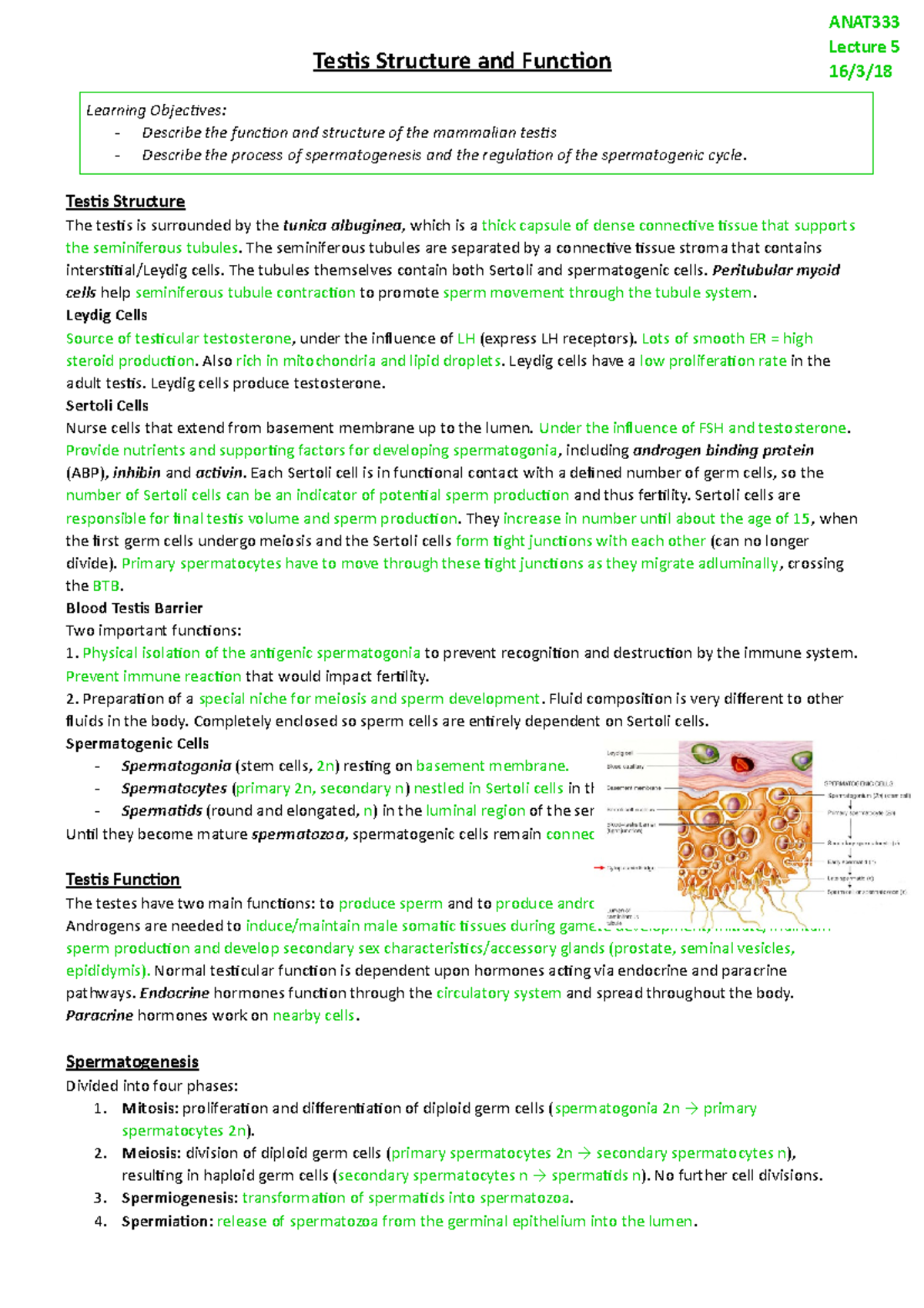 Lecture 5 - Testis Structure and Function - Testis Structure and ...