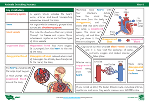 Lungs and Gas Exchange Activity - Interactive - Name: - Studocu