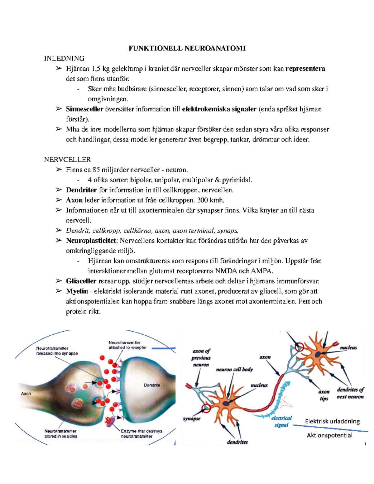 Funktionell neuroanatomi - FUNKTIONELL NEUROANATOMI INLEDNING Hjärnan 1 ...