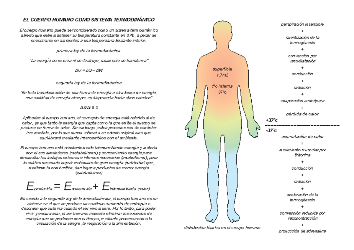 Sistema-termodinamico 3 - EL CUERPO HUMANO COMO SISTEMA TERMODINÁMICO El cuerpo humano puede ser ...