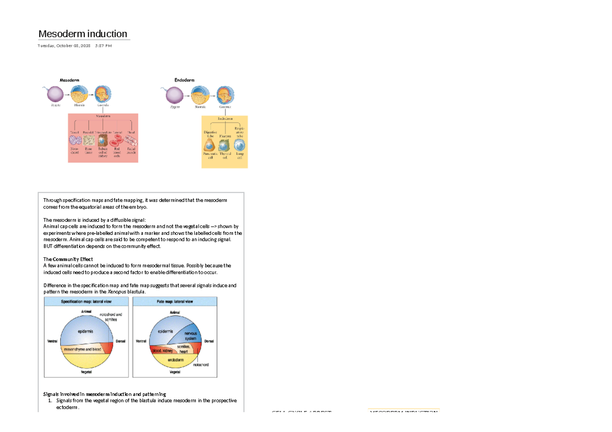 Mesoderm Induction - Mesoderm induction Tuesday, October 03, 2023 5:37 ...
