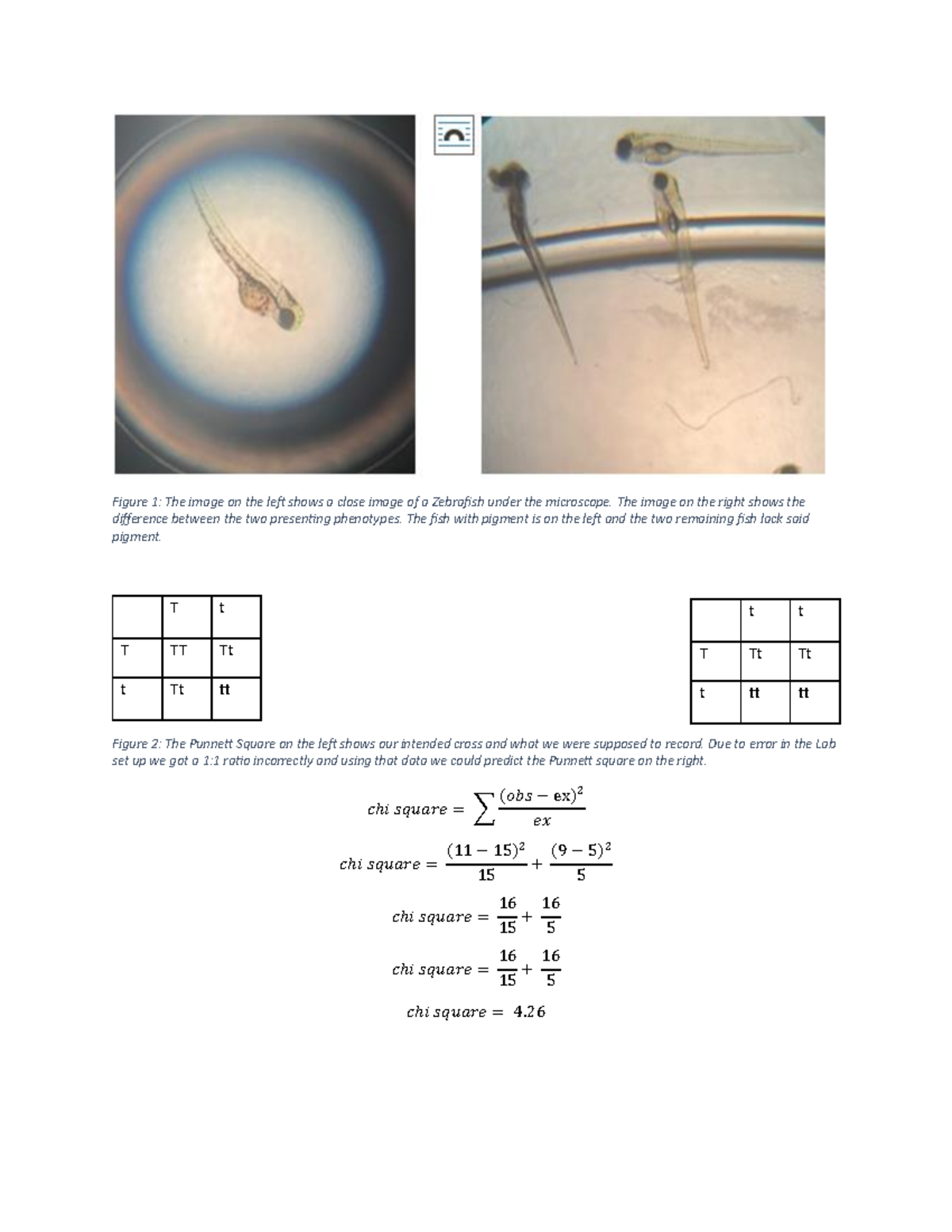 Lab figs - Lab - Figure 1 : The image on the left shows a close image of a Zebrafish under the ...