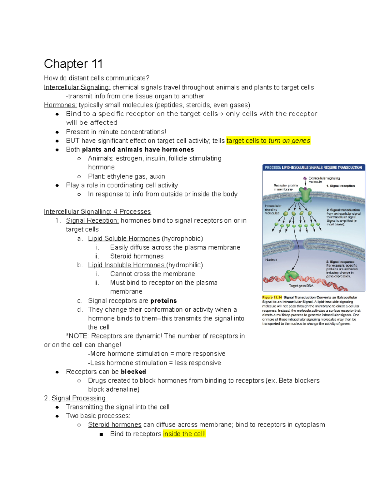 Bio 118 Exam 2 Review - Chapter 11 How do distant cells communicate ...