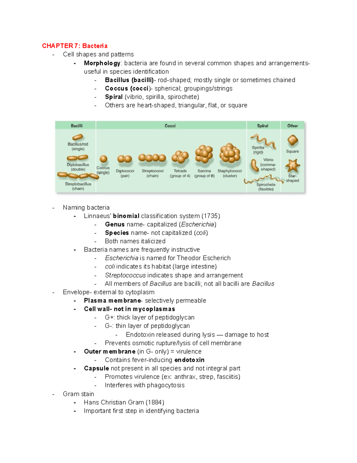 Health 245 Unit 2 - CHAPTER 7: Bacteria - Cell shapes and patterns - Morphology : bacteria are ...