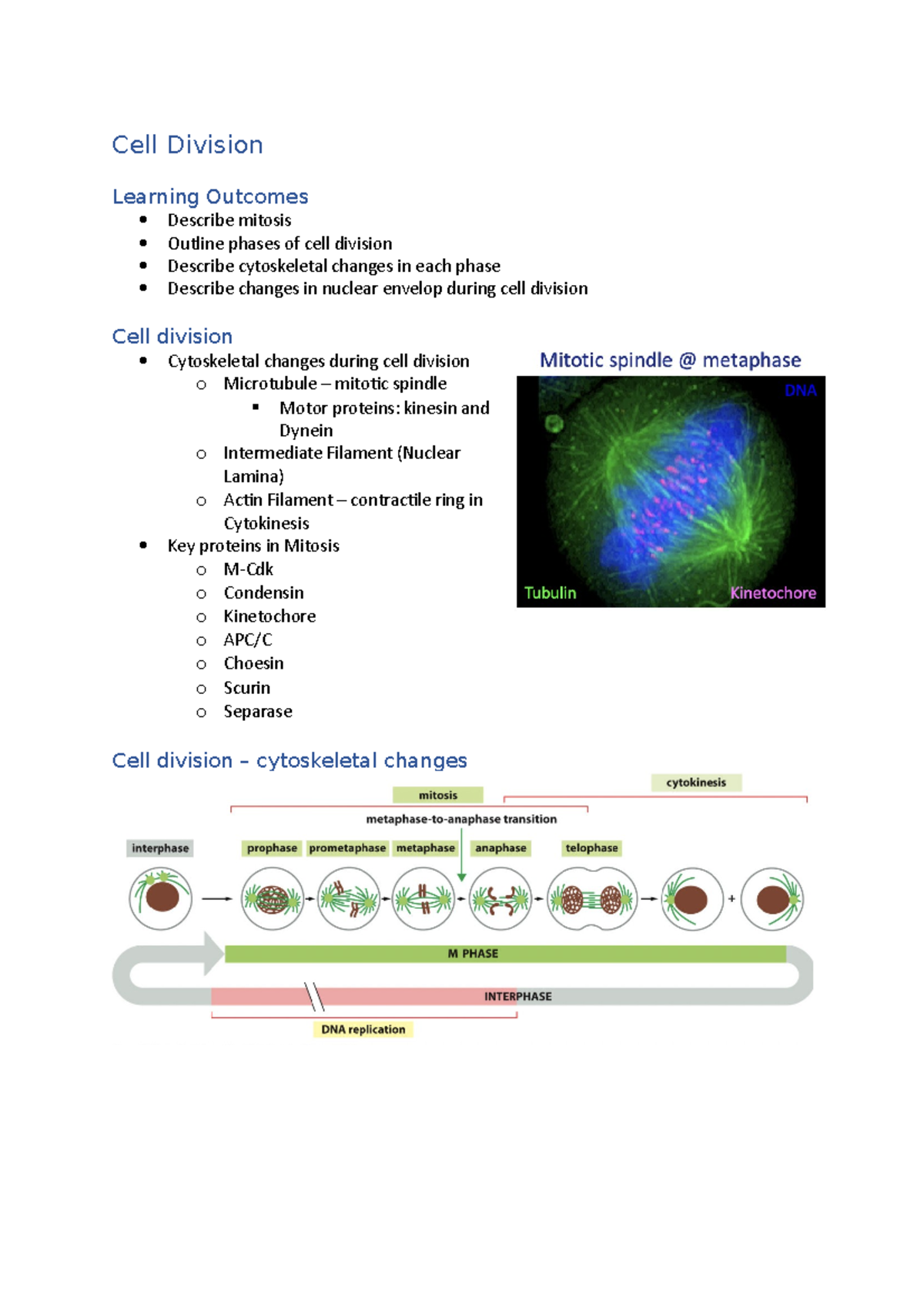 Notes on Cell Division - Cell Division Learning Outcomes Describe ...