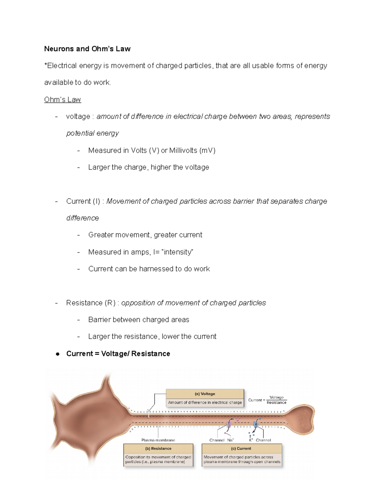 Ohm's Law - Chapter 12, exam 4 Ohm's law nervous tissue and neurons ...