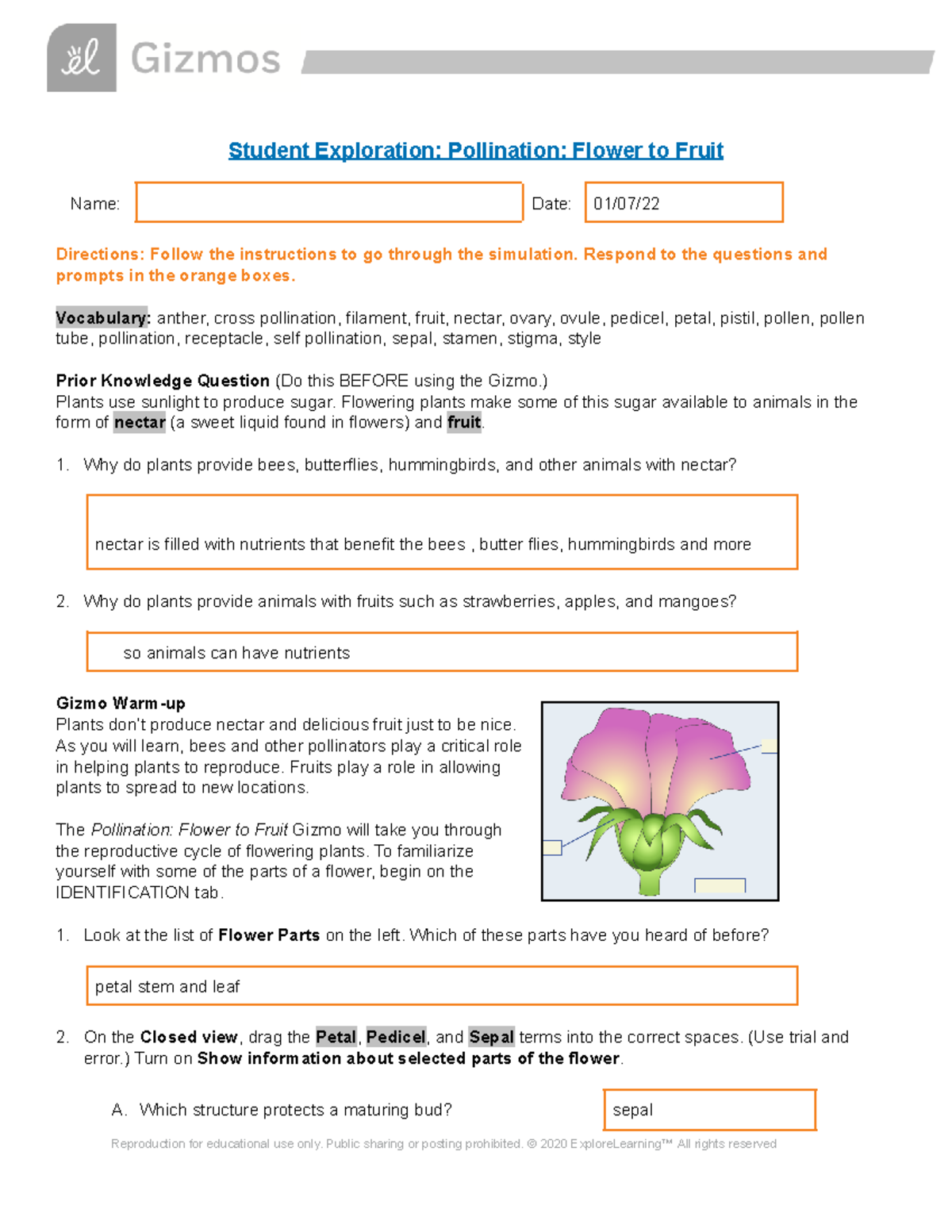 - Gizmos Lab Pollination - Flower to Fruit - Student Exploration ...