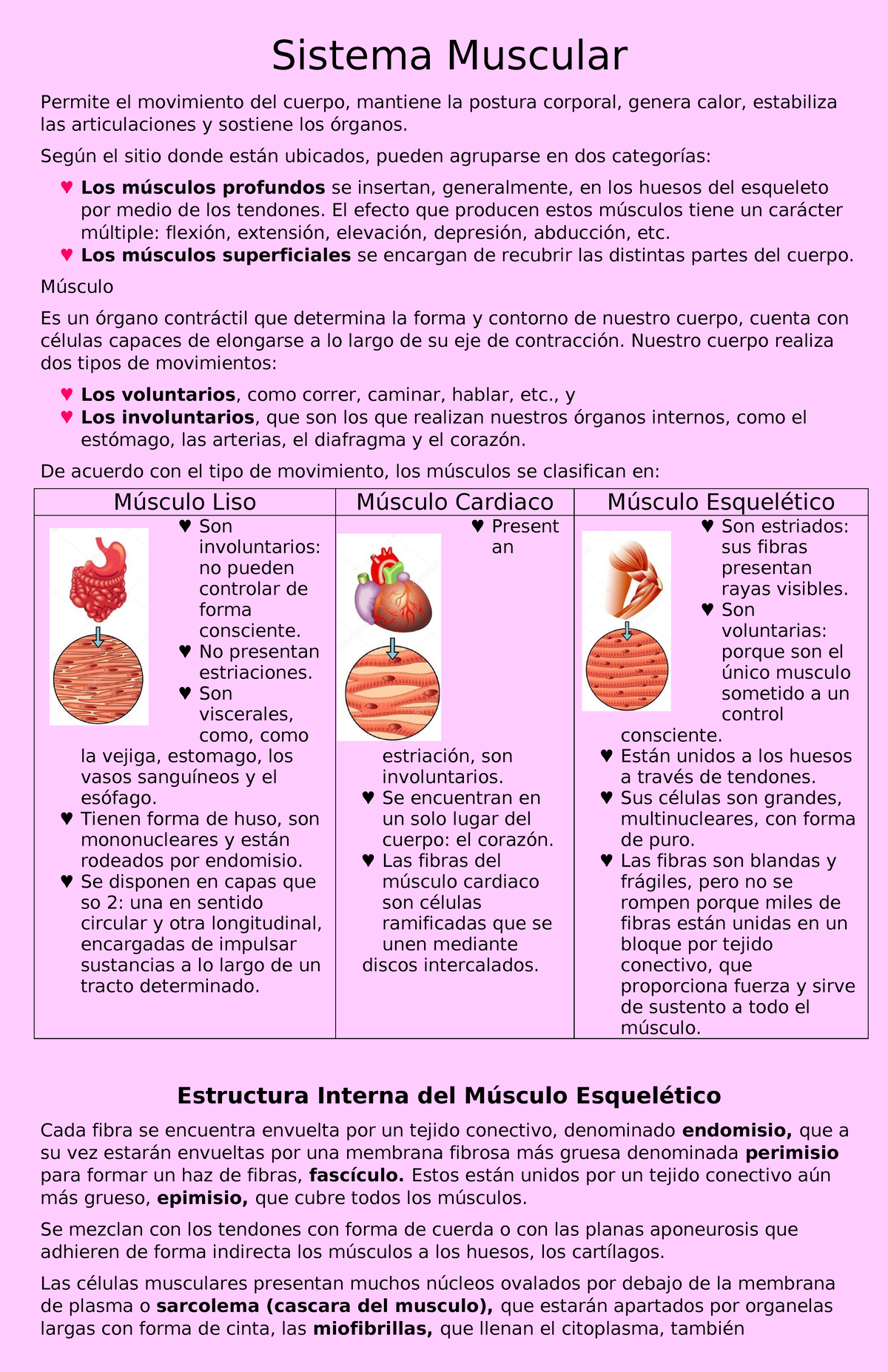 Musculo - Sistema Muscular Permite el movimiento del cuerpo, mantiene ...