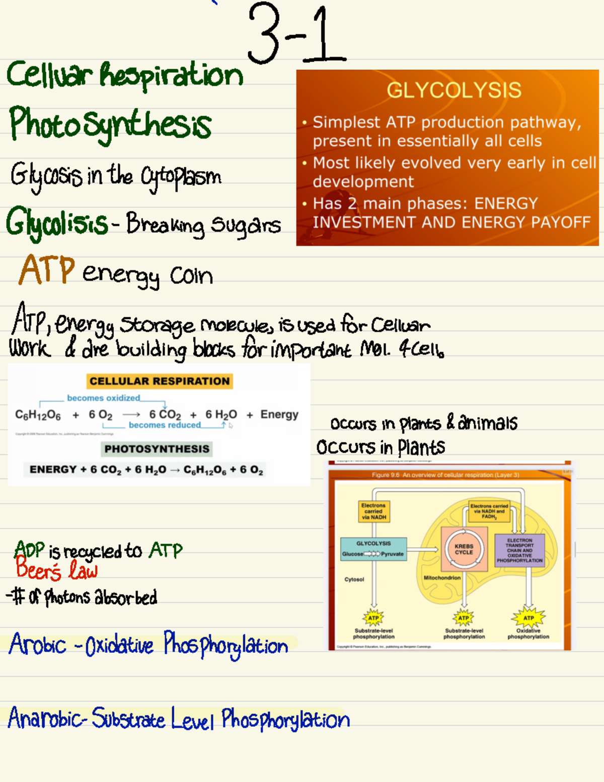 Bio-chem 3 - Notes from Bio-chem (AP BIO) unit 3 - ·3- Celluar ...
