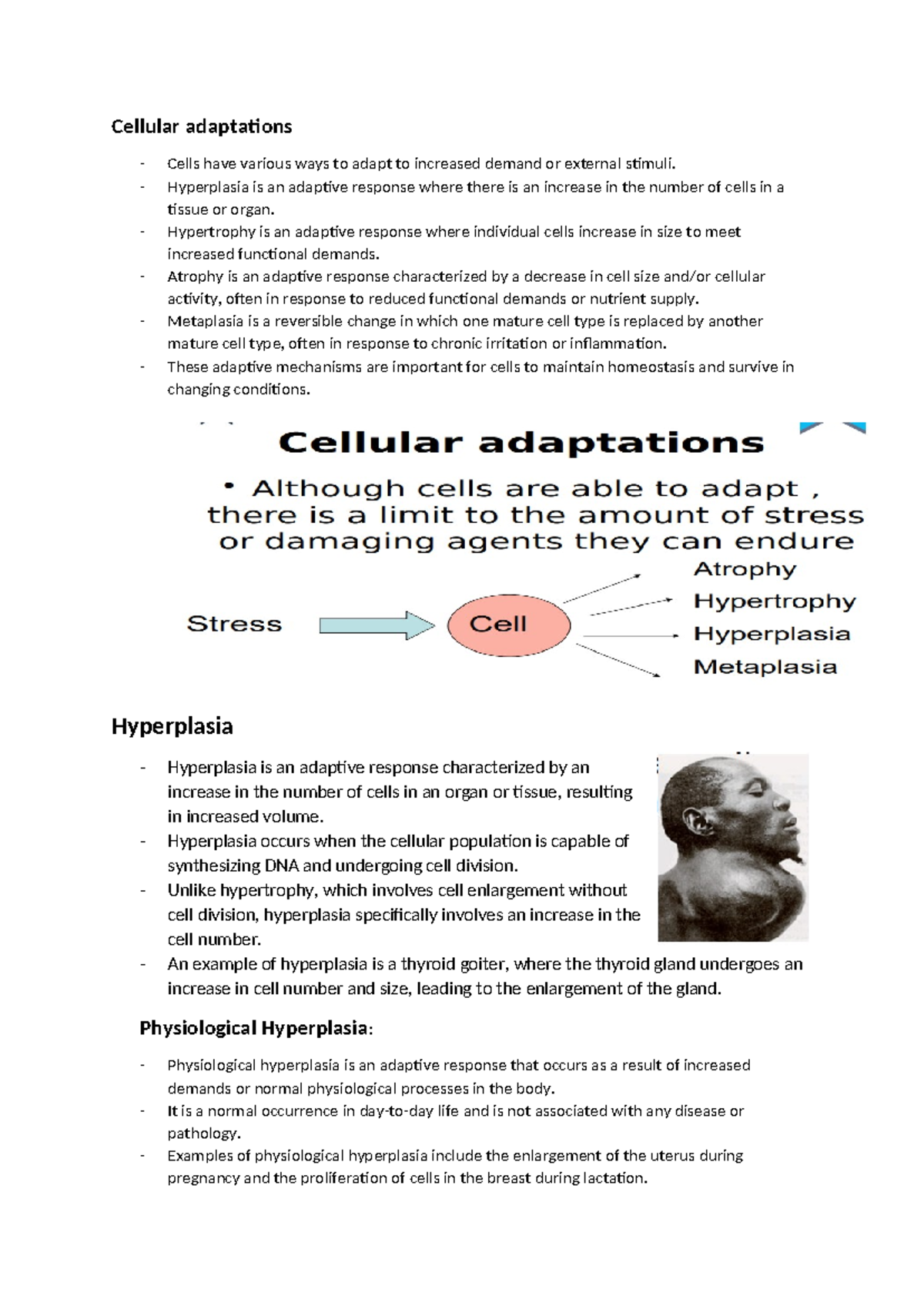4 Cellular adaptations - Hyperplasia is an adaptive response where ...