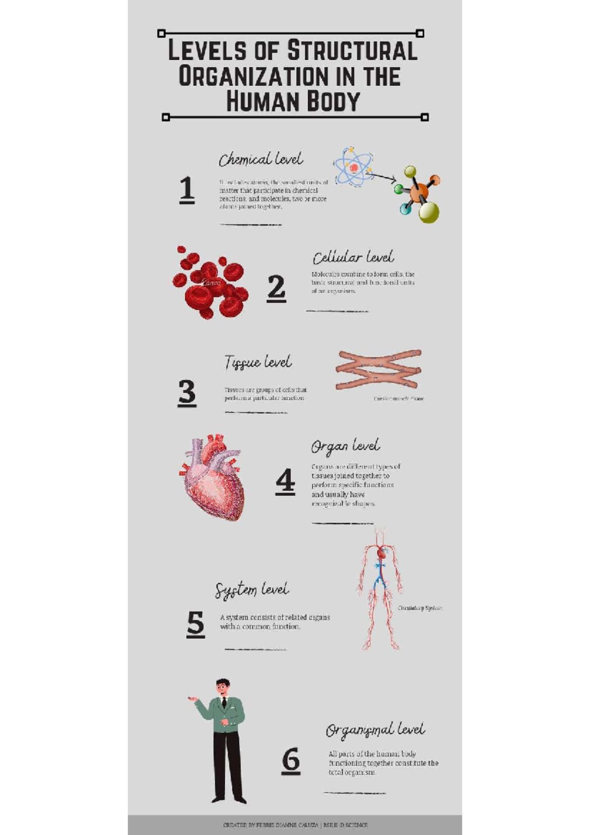 Levels of structuralorganization in the human body - Human Anatomy and ...