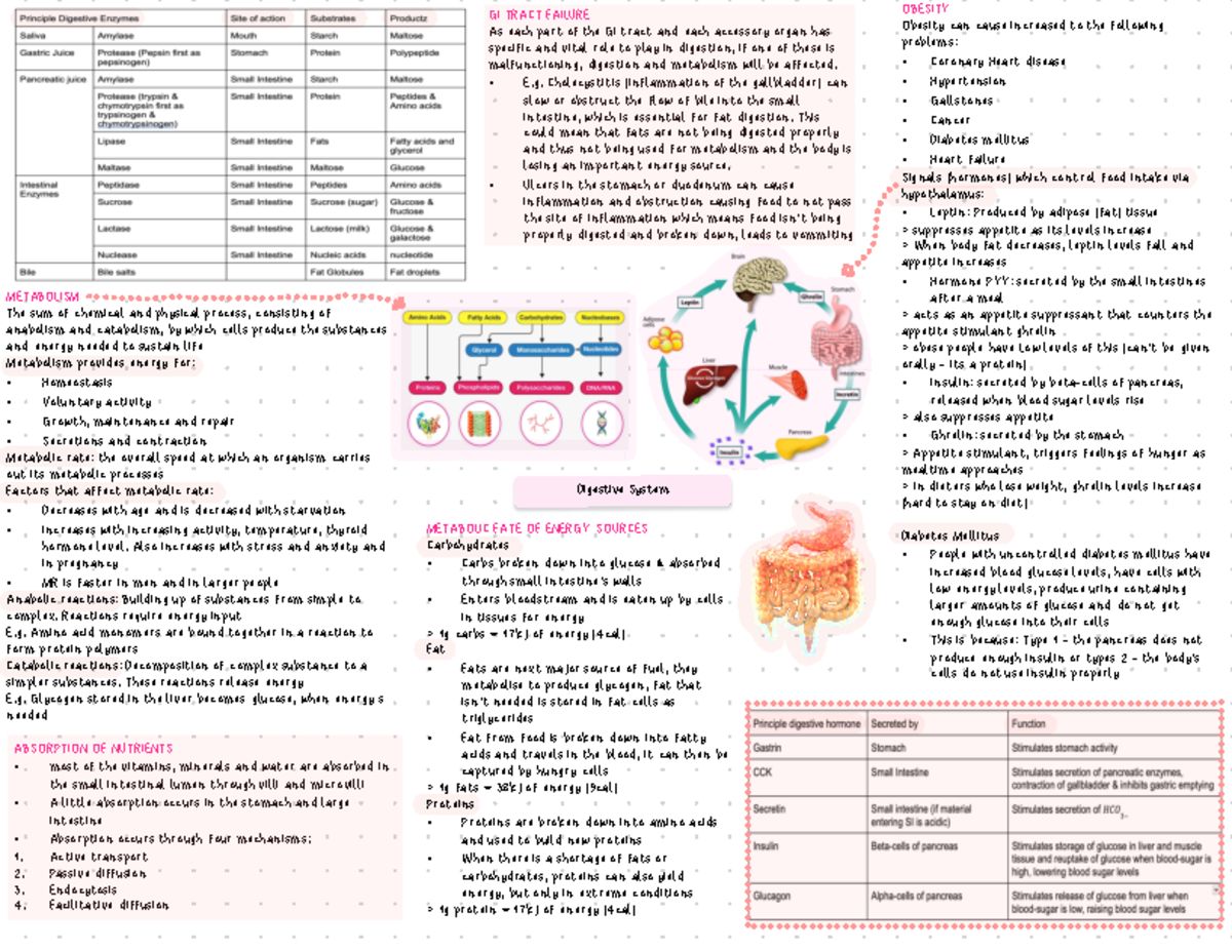 HUBS1416 3 - Digestive System METABOLISM The sum of chemical and ...